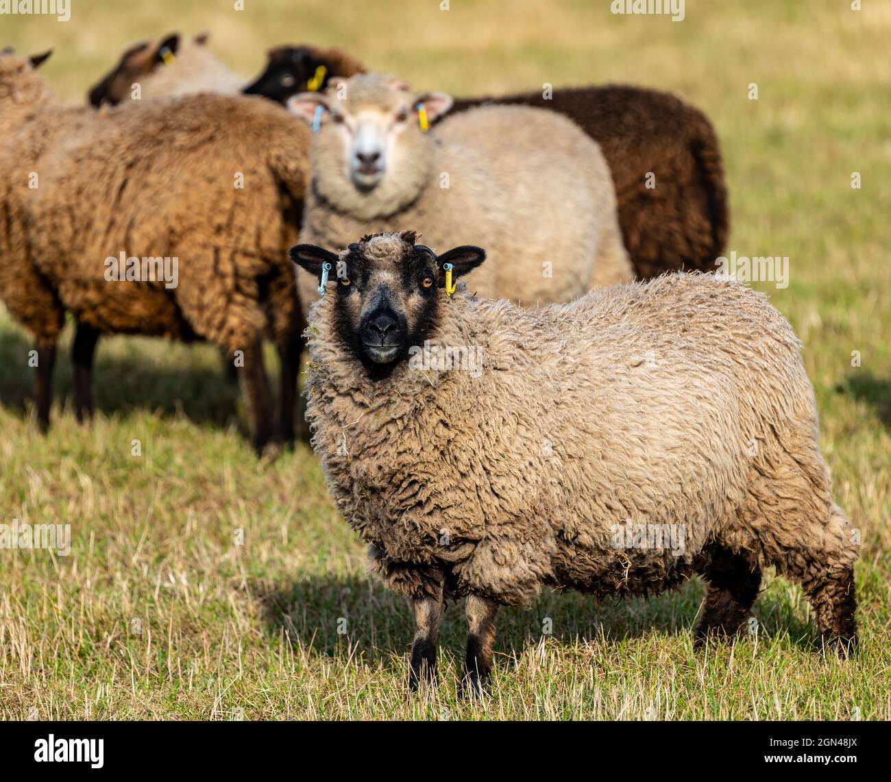 Young male Shetland sheep in grass field in sunshine with a watchful ...