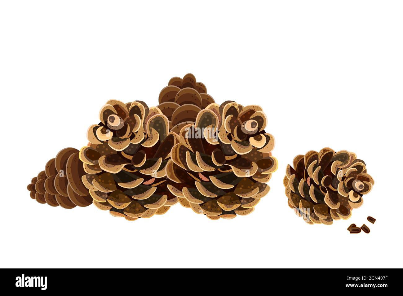Pinecones isolated on white background. Open fir cones group. Conifer ...