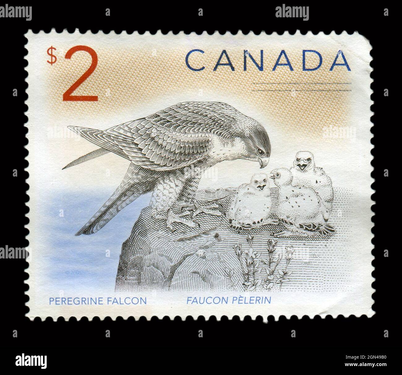 Stamp printed in Canada shows image of the Peregrine Falcon Stock Photo ...