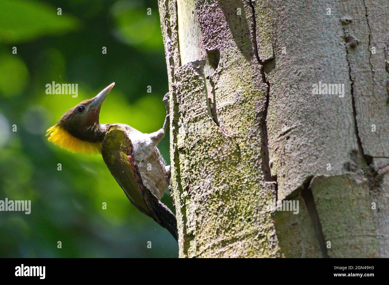 Greater yellow nape woodpecker bird Stock Photo - Alamy