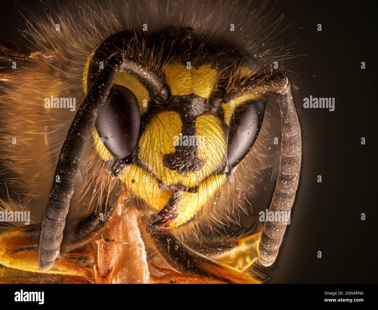 Macro of a bee head on a black background Stock Photo - Alamy