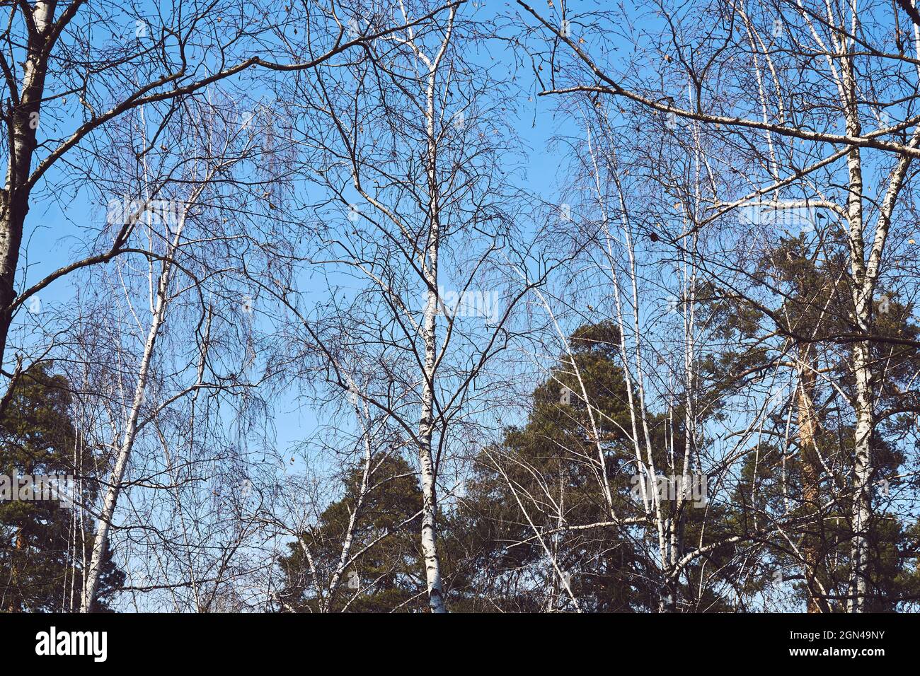 Early spring background, white birch and green pine Stock Photo - Alamy