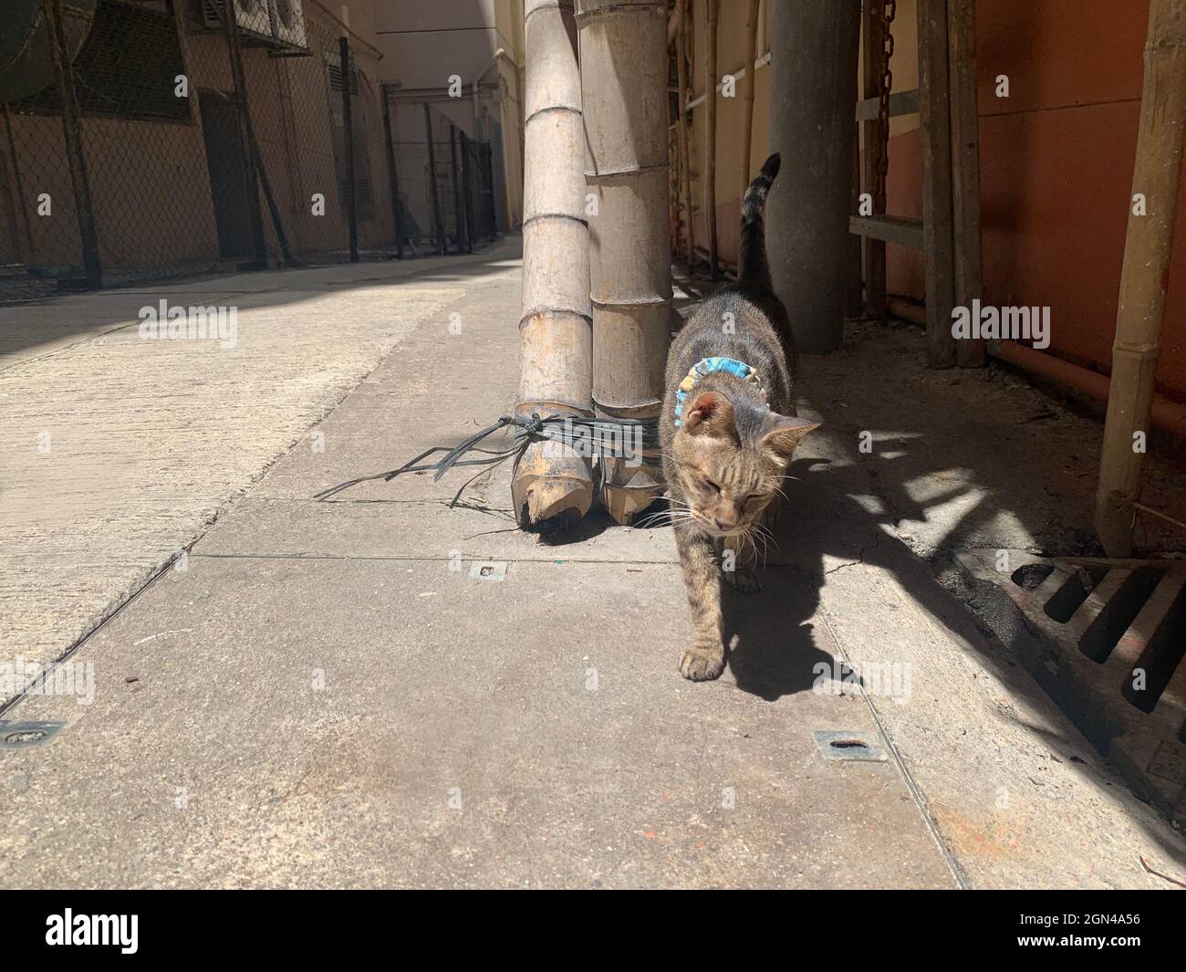 old cat walking Stock Photo - Alamy