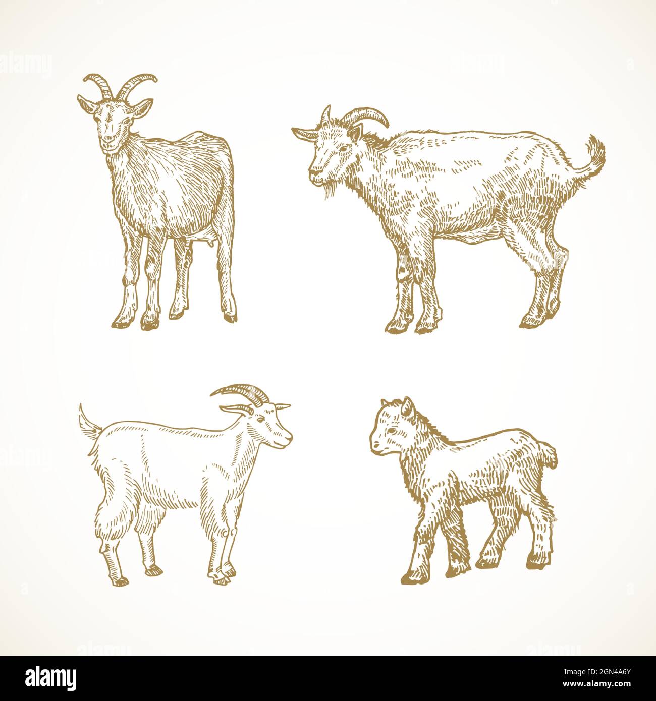 Hand Drawn Domestic Animals Vector Illustrations Set. Goats and ...