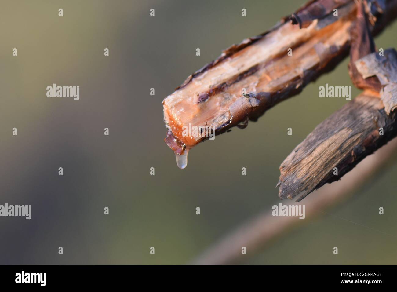 Toxic liquid hi-res stock photography and images - Alamy