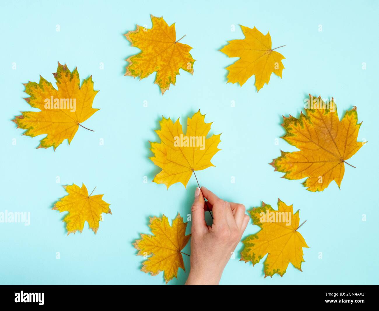 Hand holding fallen maple leaf hi-res stock photography and images - Alamy