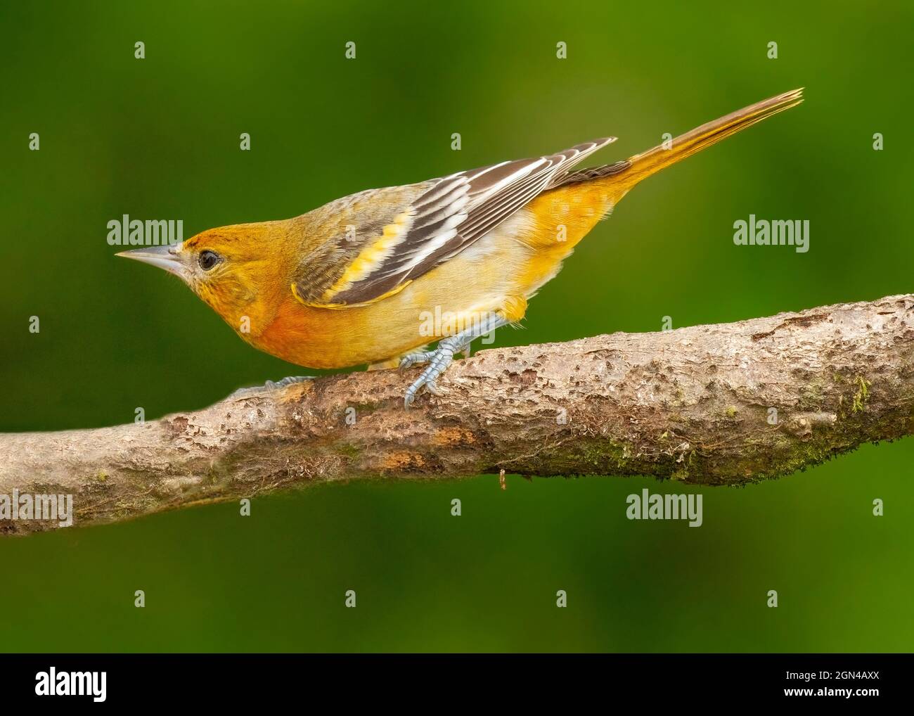 Female Baltimore Oriole (Icterus galbula) perched on a branch in a ...
