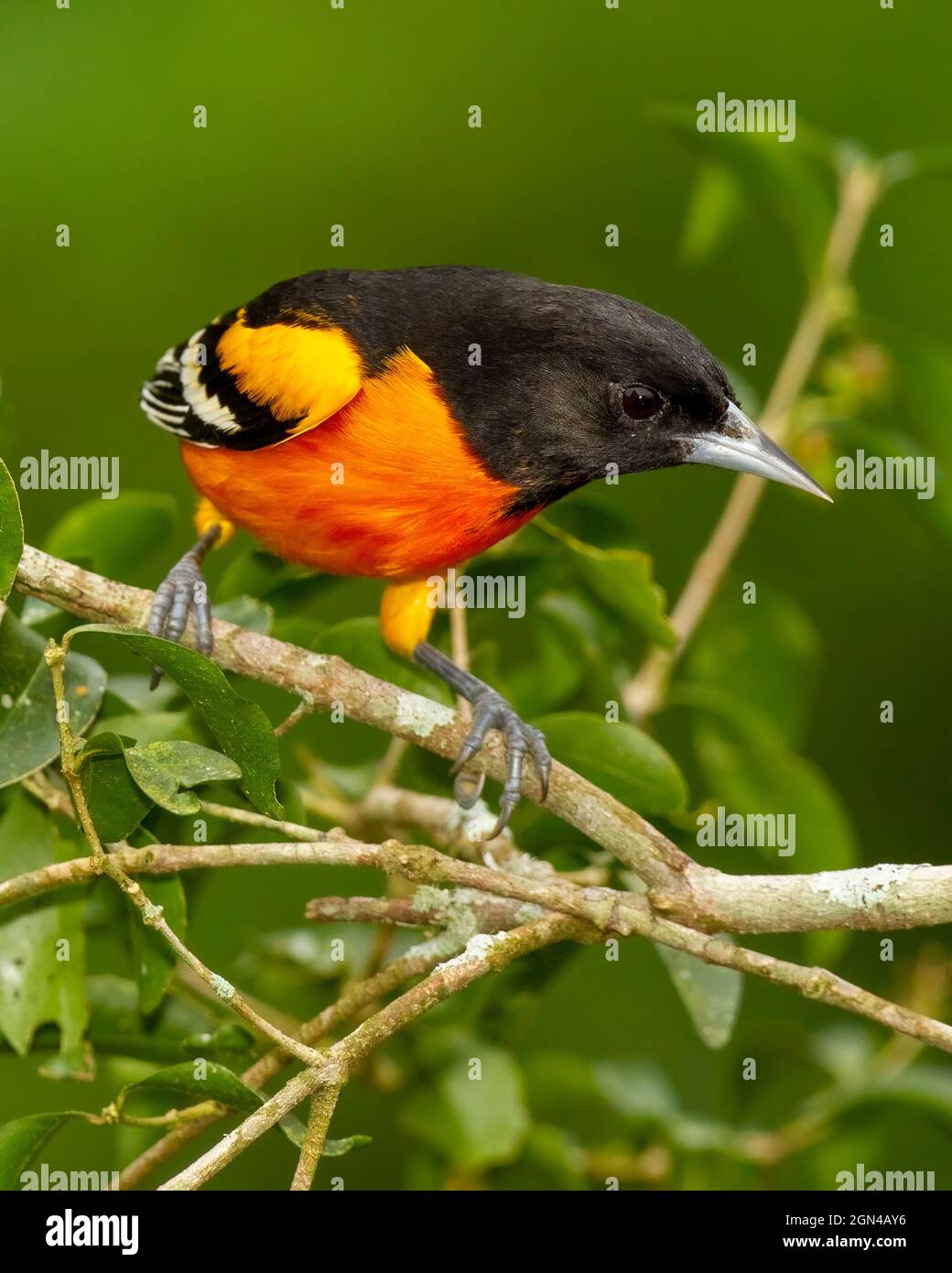 Male Baltimore Oriole (Icterus galbula) perched on a branch in a Costa ...