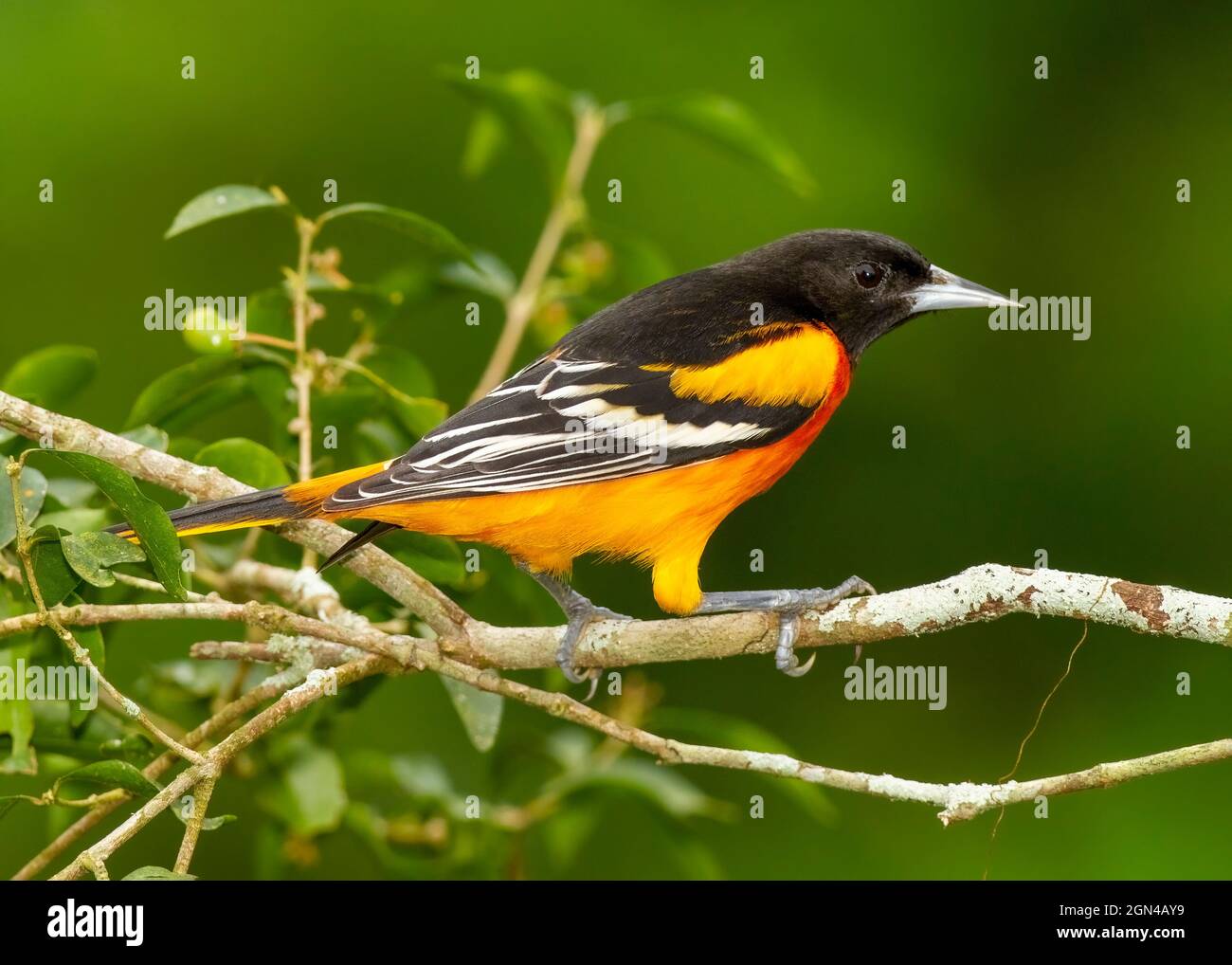 Male Baltimore Oriole (Icterus galbula) perched on a branch in a Costa ...