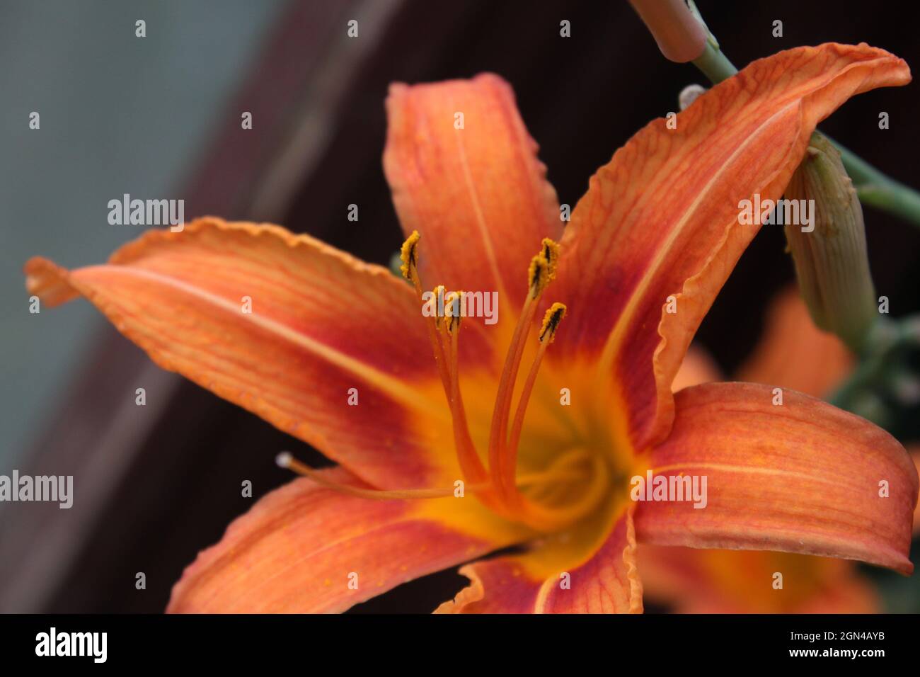 Orange flower closeup Stock Photo - Alamy