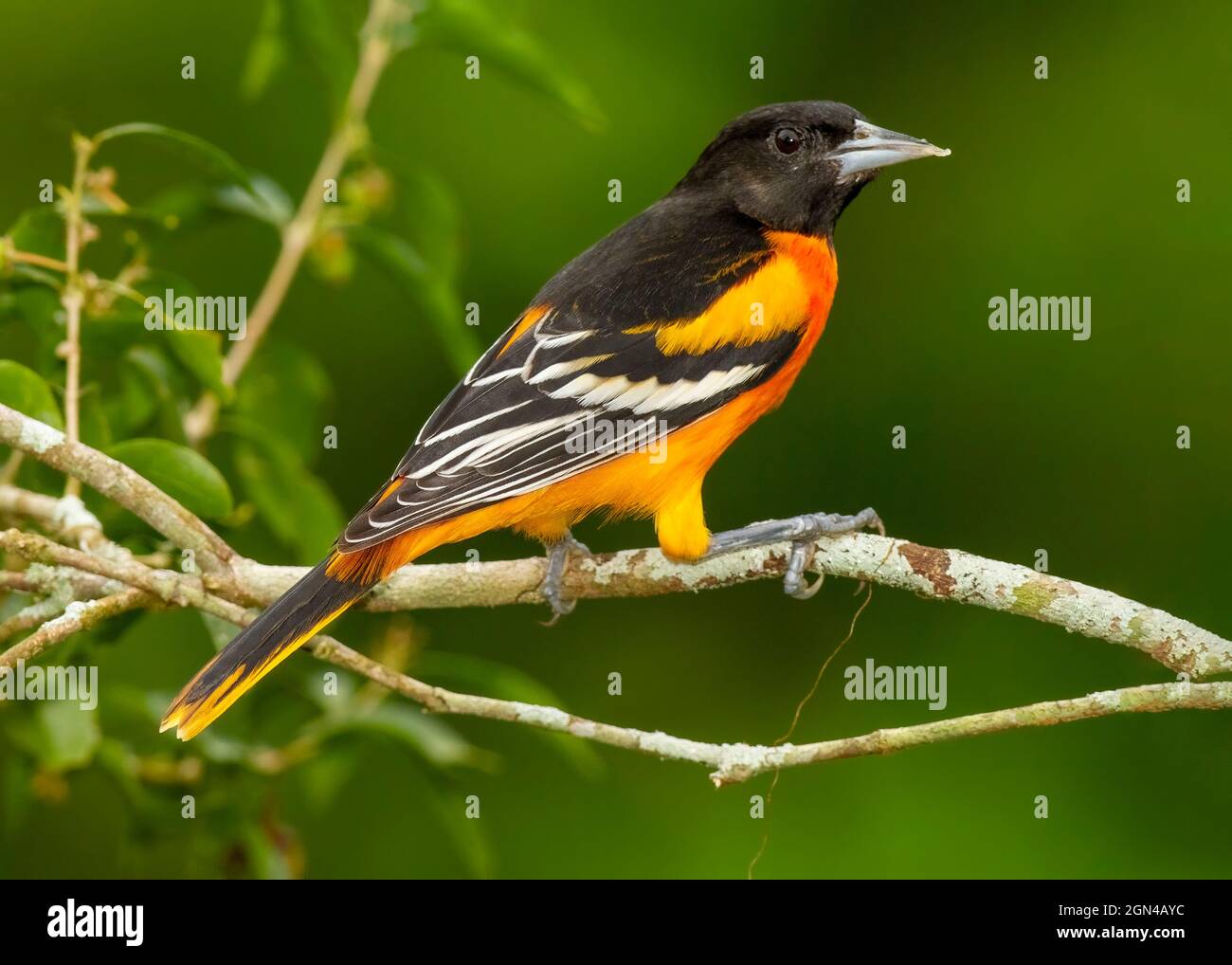 Male Baltimore Oriole (Icterus galbula) perched on a branch in a Costa ...