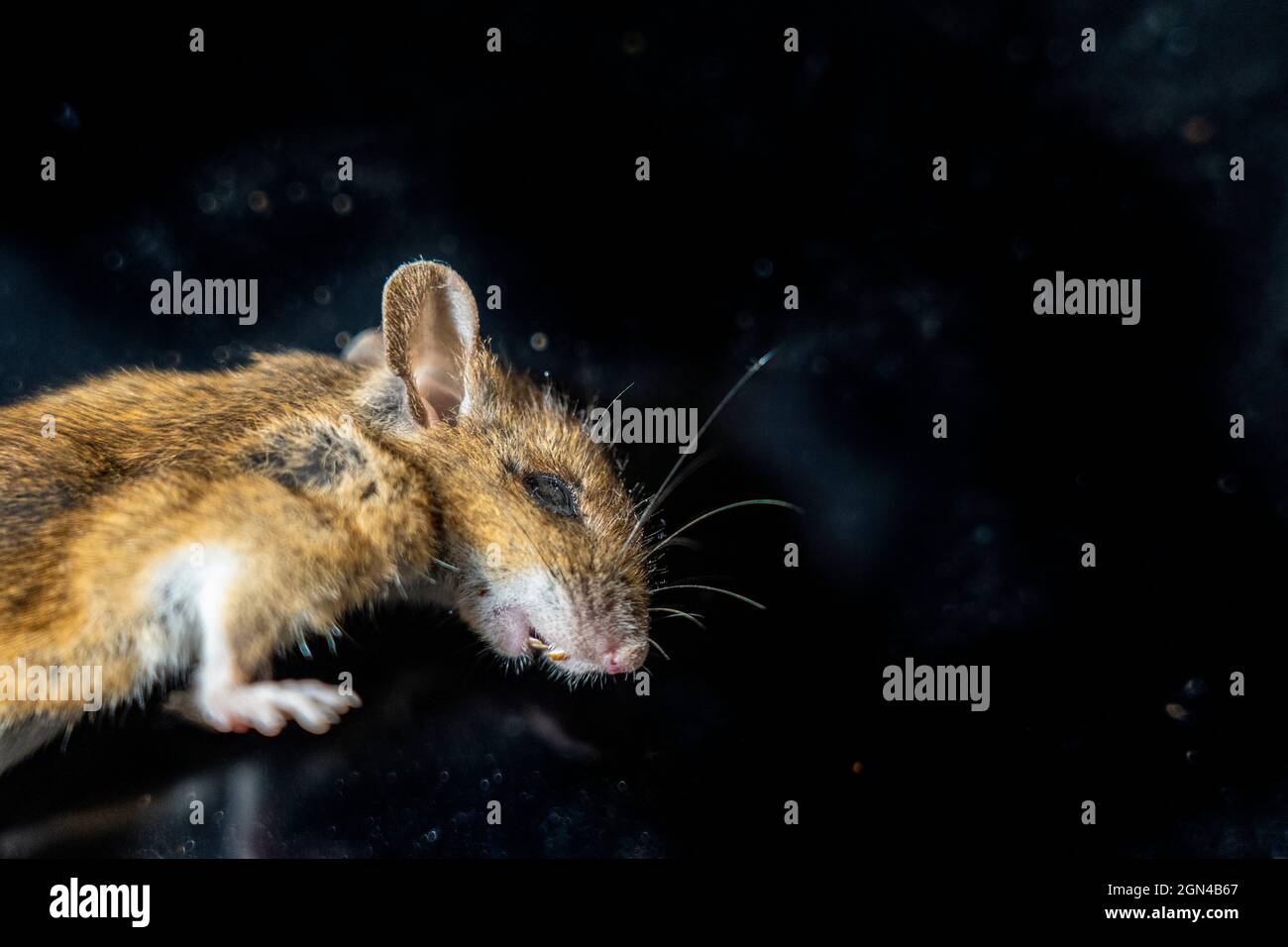 dead mouse after being caught in a mouse trap Stock Photo - Alamy