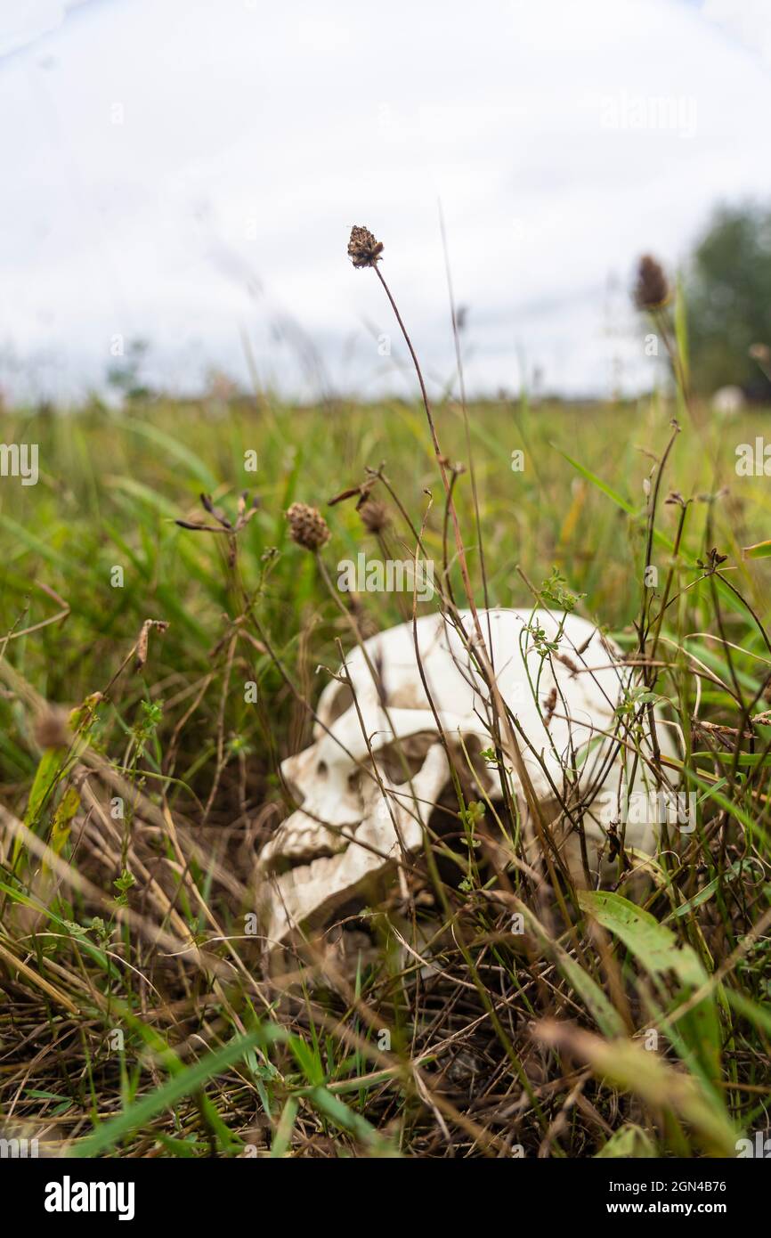 Human skull in grass hi-res stock photography and images - Alamy