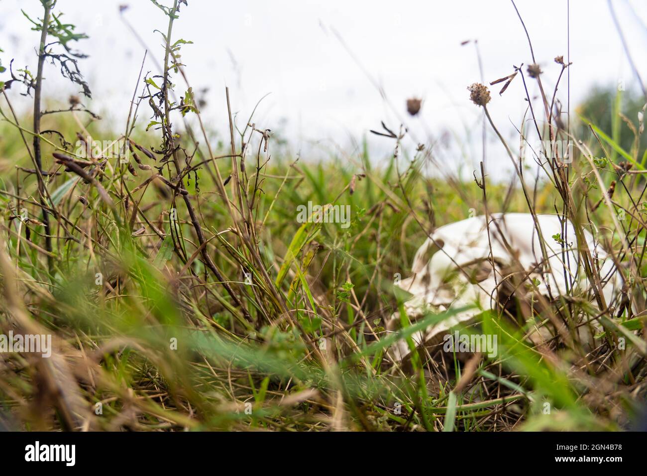 Found dead flowers in hi-res stock photography and images - Alamy