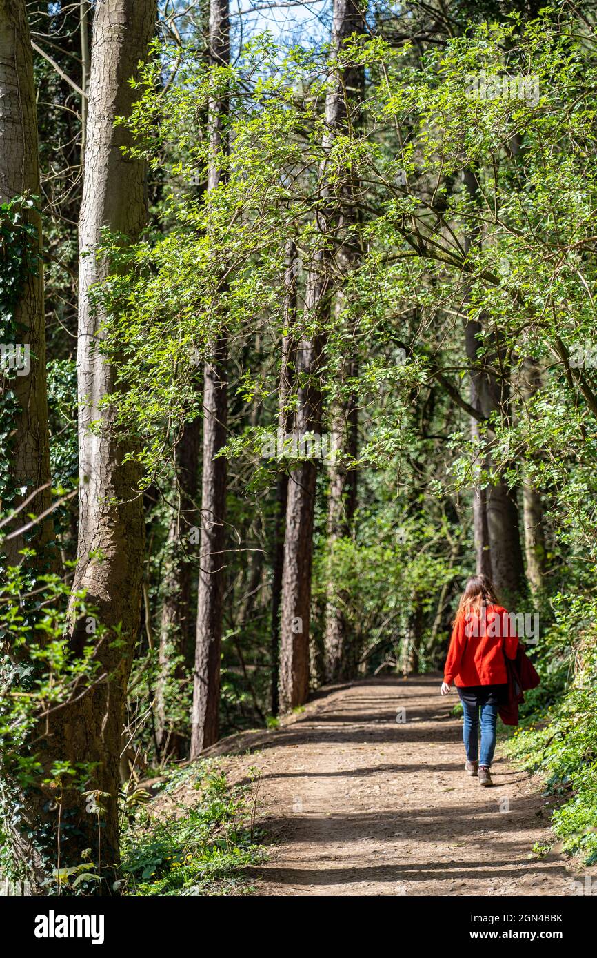 girl walking along track in english woodland Stock Photo - Alamy