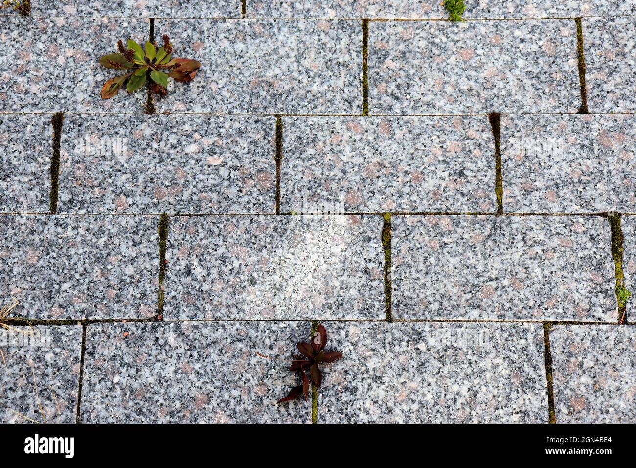 pavement or road, blocks Stock Photo - Alamy