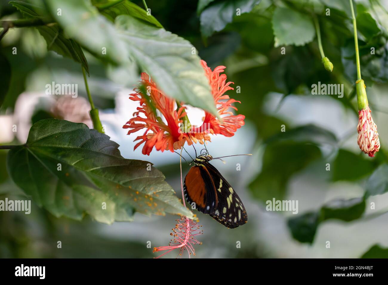 Butterfly in a tree hi-res stock photography and images - Alamy
