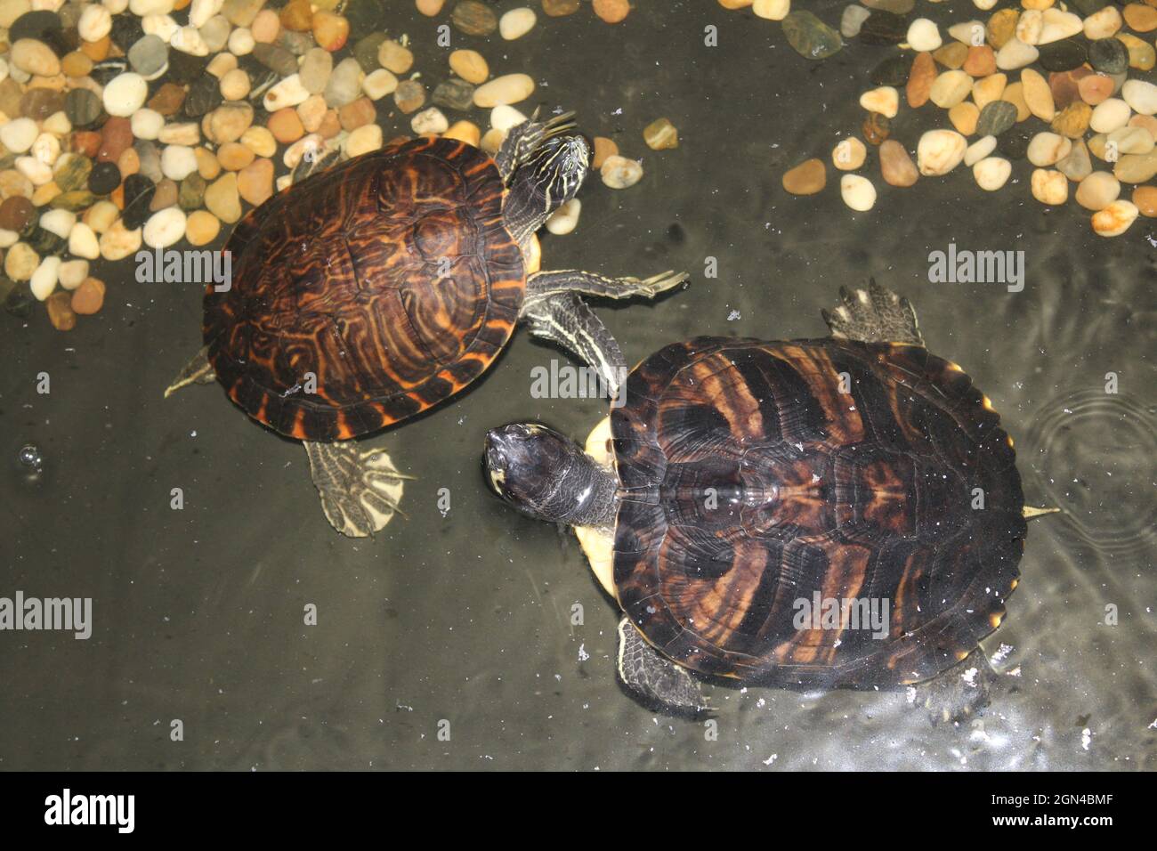 Two turtles hi-res stock photography and images - Alamy