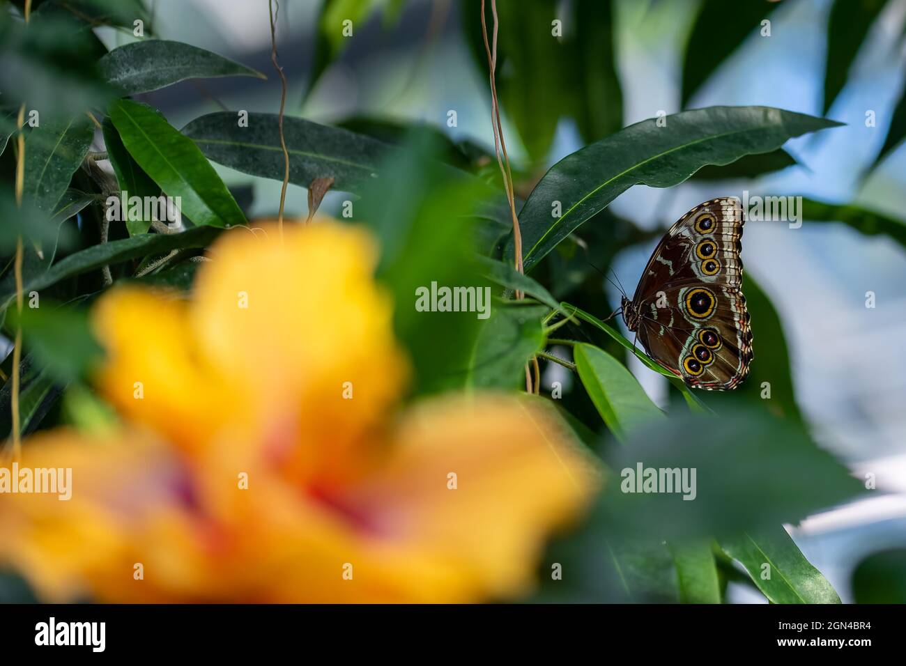 A beautiful butterfly in a tree at a cloudy day in summer Stock Photo ...