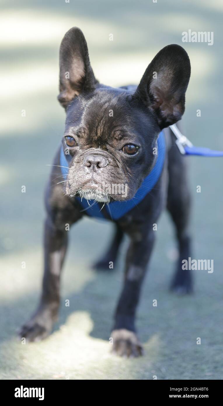 10-Month-Old Brindle Male Frenchie. Off-leash dog park in Northern ...