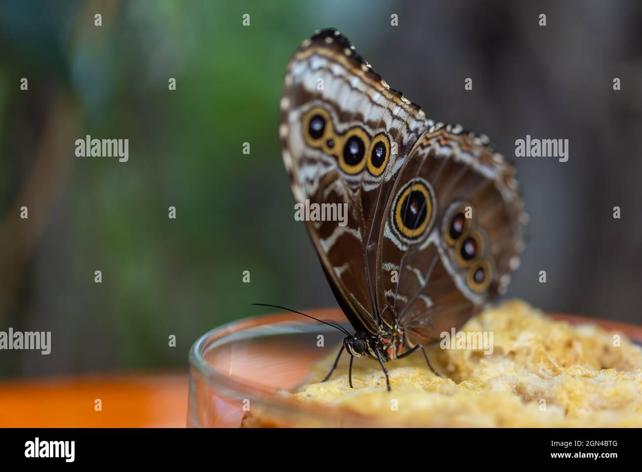 Butterfly in a tree hi-res stock photography and images - Alamy