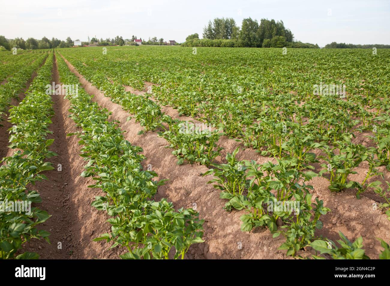 Rows of potatoes on the farm field. Cultivation of potatoes in Russia ...