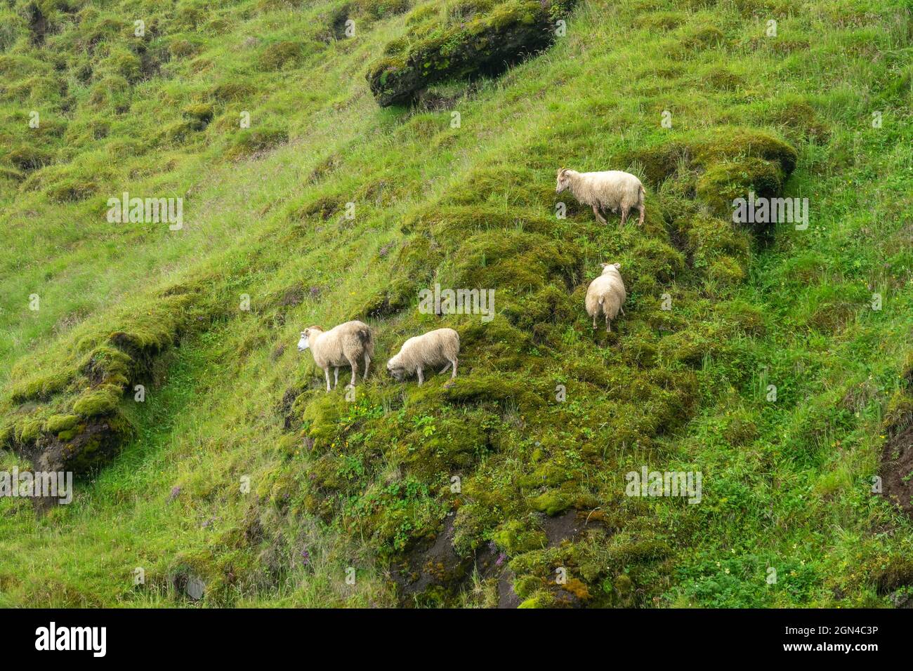 Icelandic sheep graze on hi-res stock photography and images - Alamy