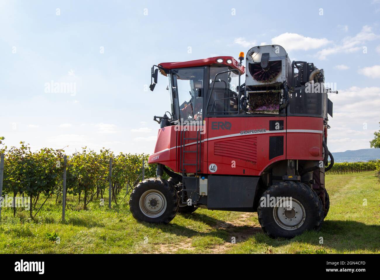 Grape harvest of red wine grapes (Germany Stock Photo - Alamy