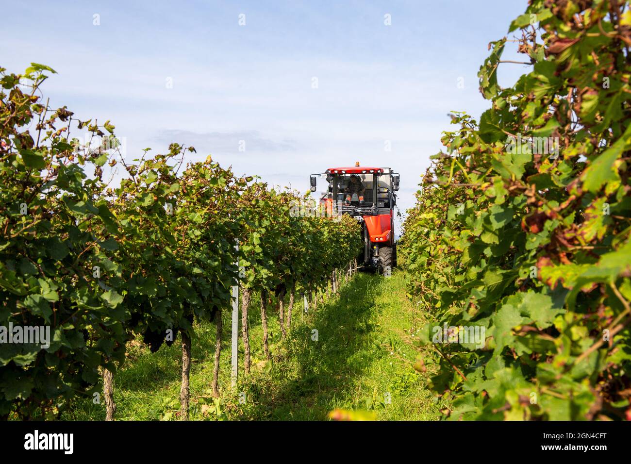 Grape harvest of red wine grapes (Germany Stock Photo - Alamy