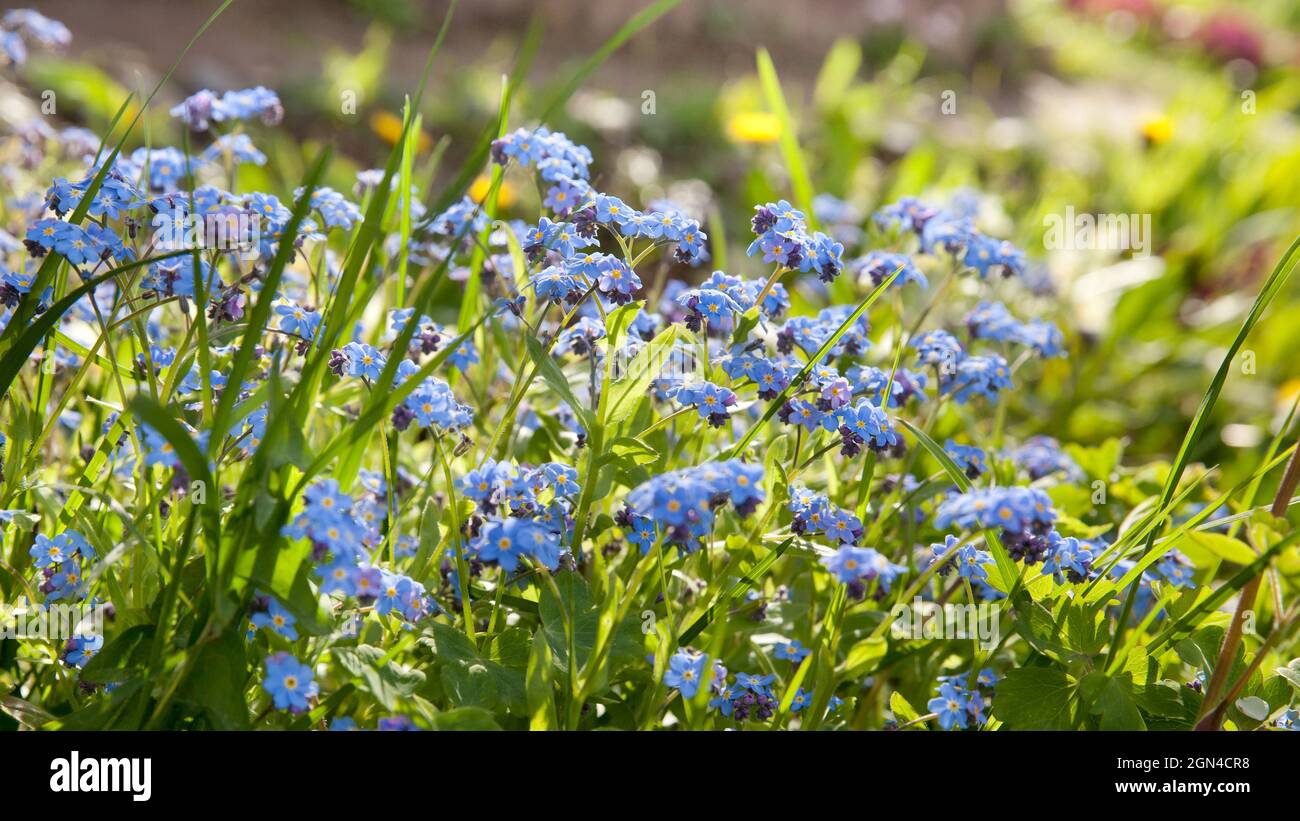 Meadow plant background: blue little flowers - forget-me-not close up ...