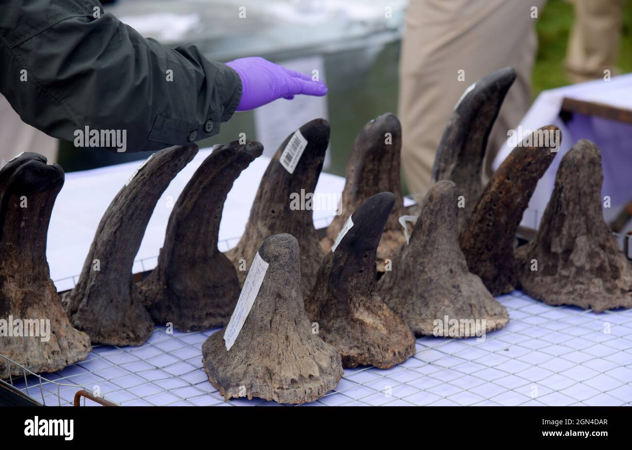 Rhino horns burn hi-res stock photography and images - Alamy