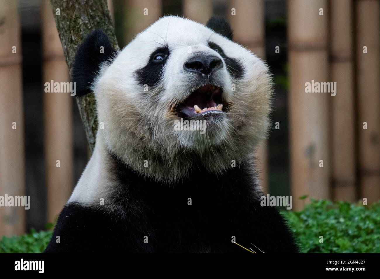 Madrid, Spain. 22nd Sep, 2021. A Panda Bear pictured in its enclosure ...