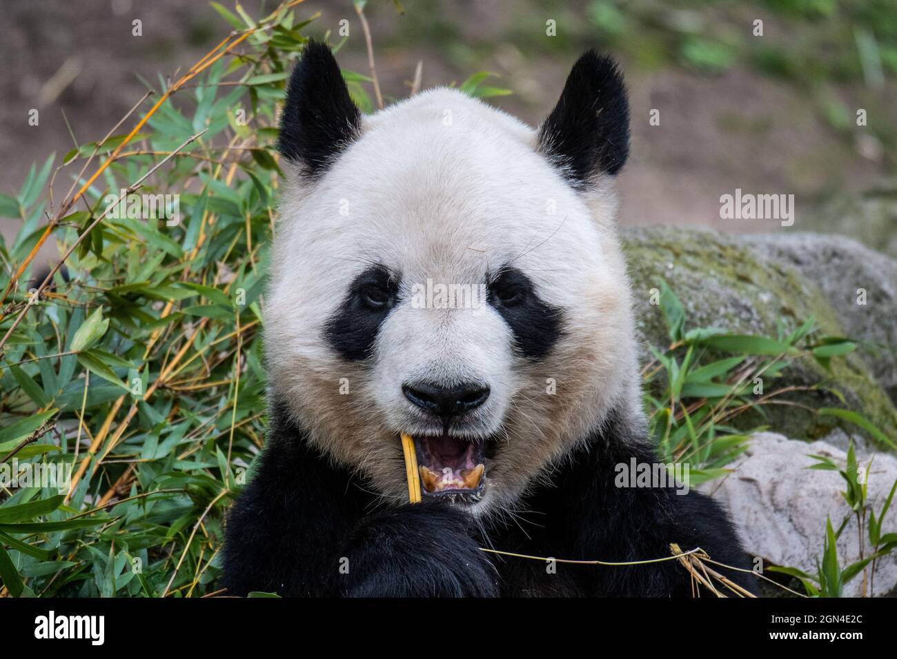 Madrid, Spain. 22nd Sep, 2021. A Panda Bear pictured in its enclosure ...