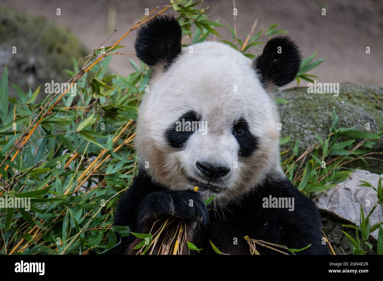 Madrid, Spain. 22nd Sep, 2021. A Panda Bear pictured in its enclosure ...