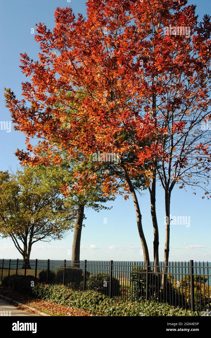 Trees with colorful fall foliage with a blue sky background on road ...