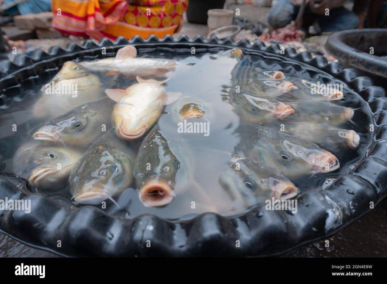 Top view fishes swimming in hi-res stock photography and images - Alamy