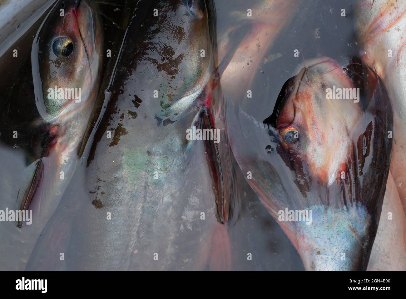 Top view fishes swimming in hi-res stock photography and images - Alamy