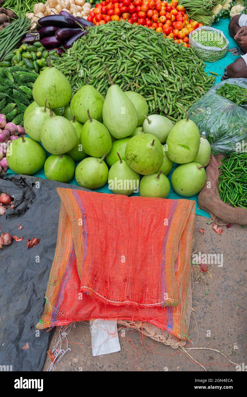 Calabash, bottle gourd, or white-flowered gourd, Lagenaria siceraria ...