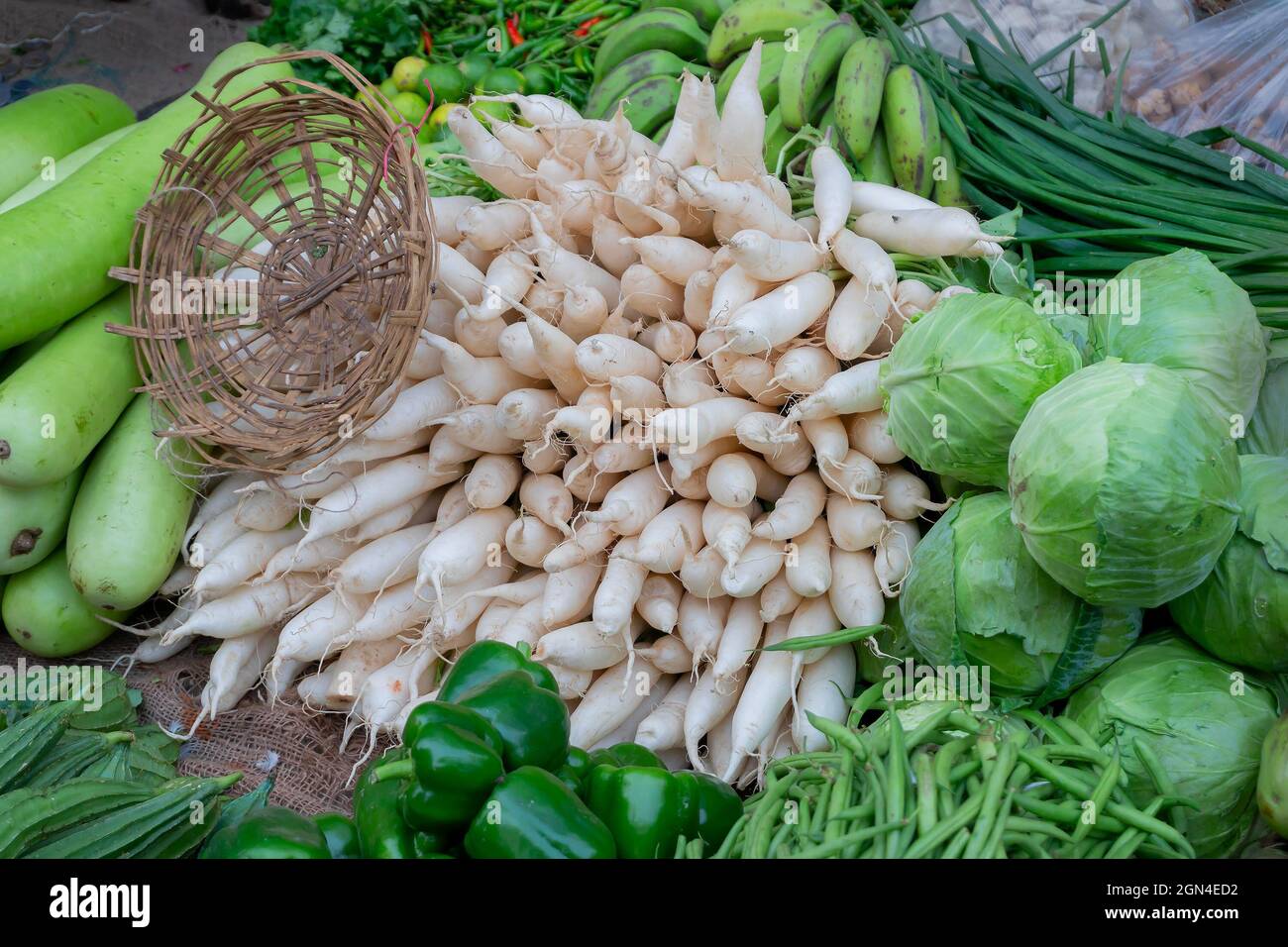 Commonly known as a radish hi-res stock photography and images - Alamy