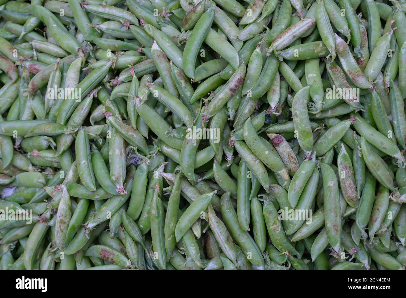 Commonly the small spherical seed hi-res stock photography and images ...