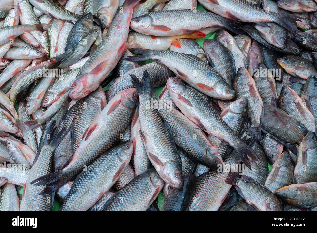 Various fishes displayed for sale at Territy Bazar, Kolkata, West ...