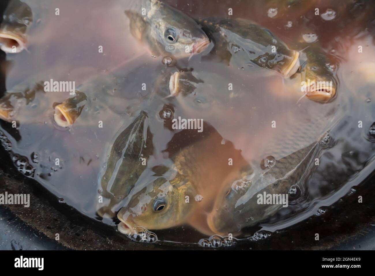 Top view fishes swimming in hi-res stock photography and images - Alamy
