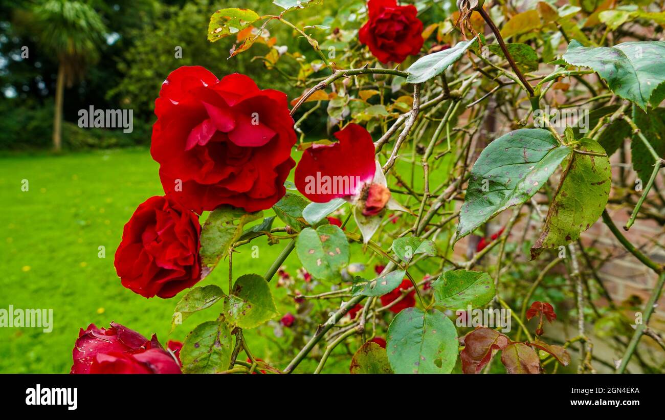 Red roses blooming in a garden Stock Photo - Alamy