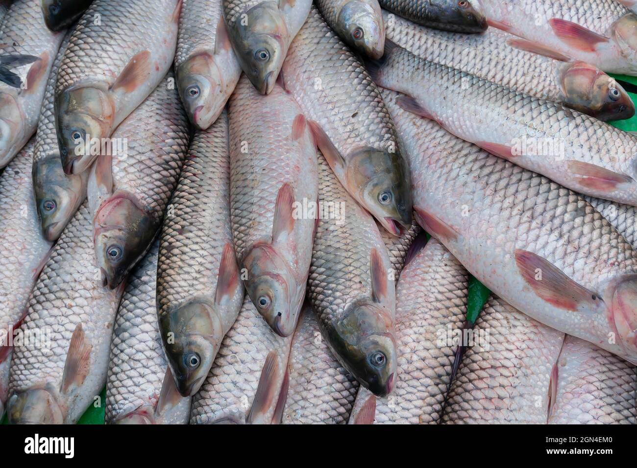 The rohu, rui, or roho labeo (Labeo rohita) is a species of fish ...