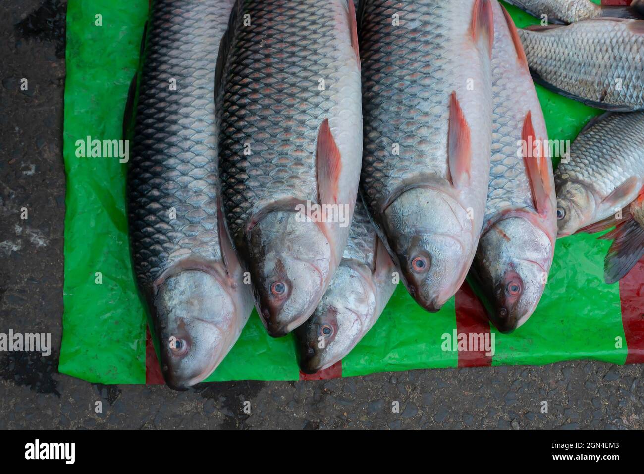 The rohu, rui, or roho labeo (Labeo rohita) is a species of fish ...