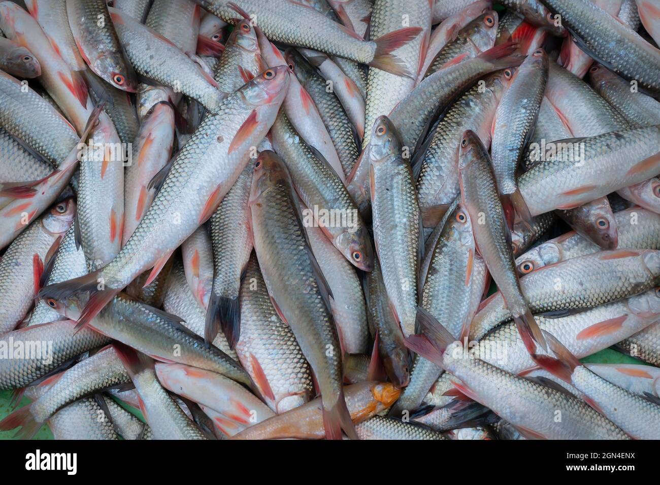 Labeo bata, commonly known as bata fish, displayed for sale at Territy ...