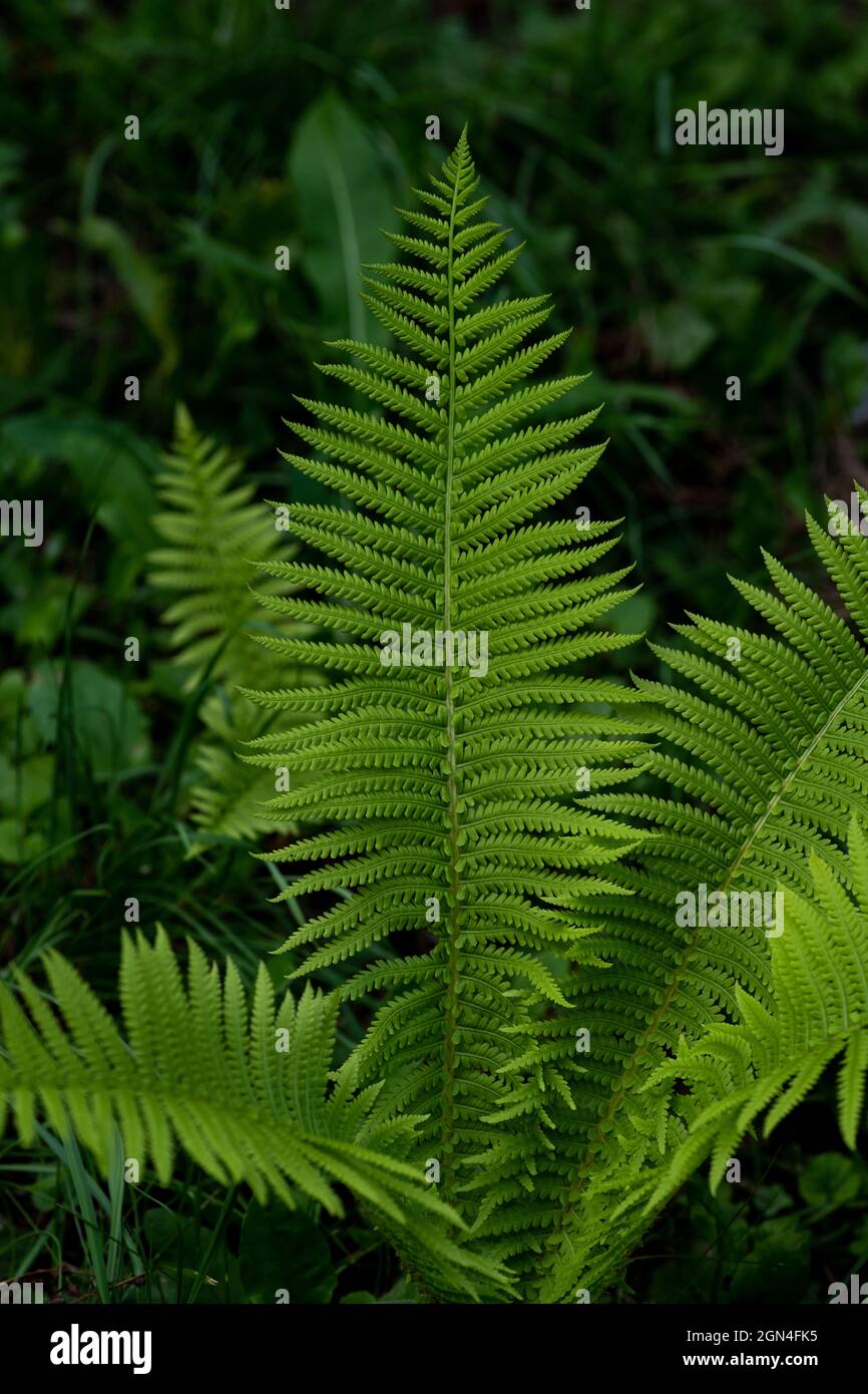 Fern leaves sharp macro photo Stock Photo - Alamy