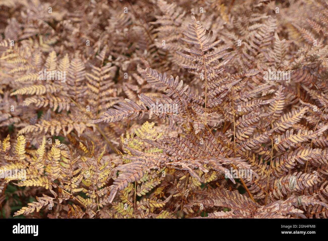 Wilted greenery hi-res stock photography and images - Alamy