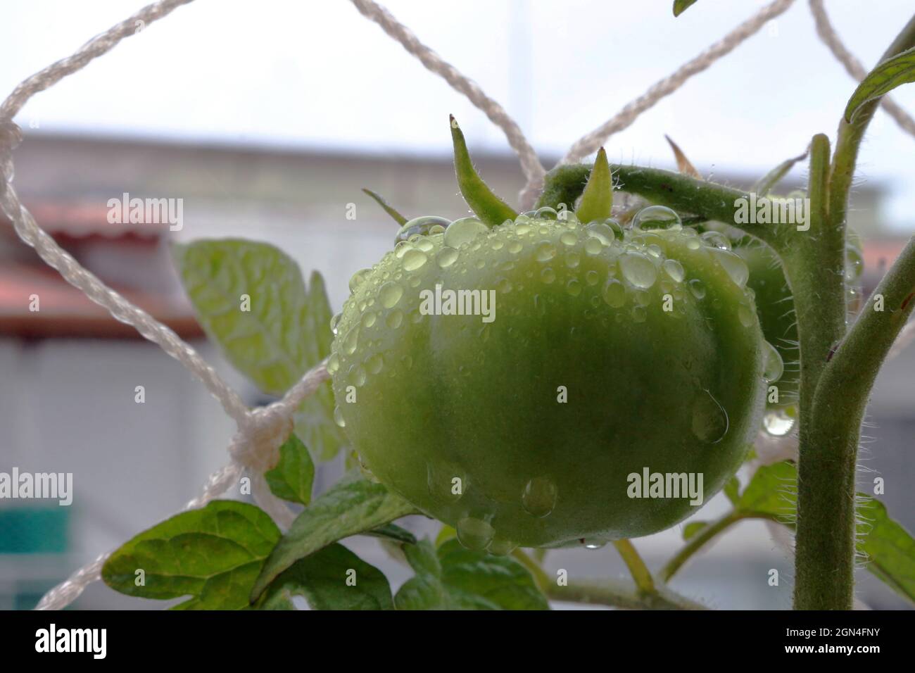 Tomato production in the apartment's garden Stock Photo - Alamy