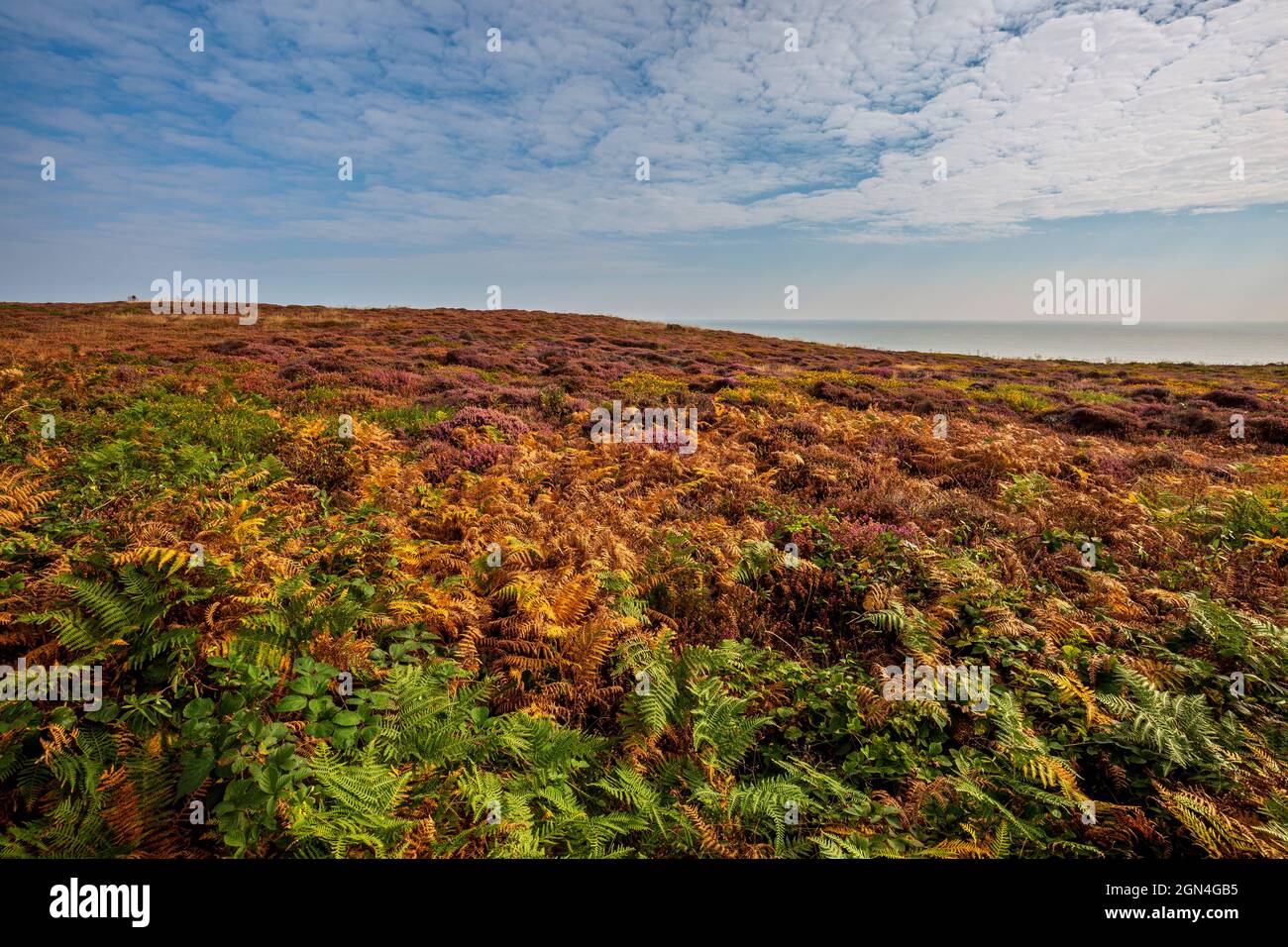 Heath landscapes hi-res stock photography and images - Alamy